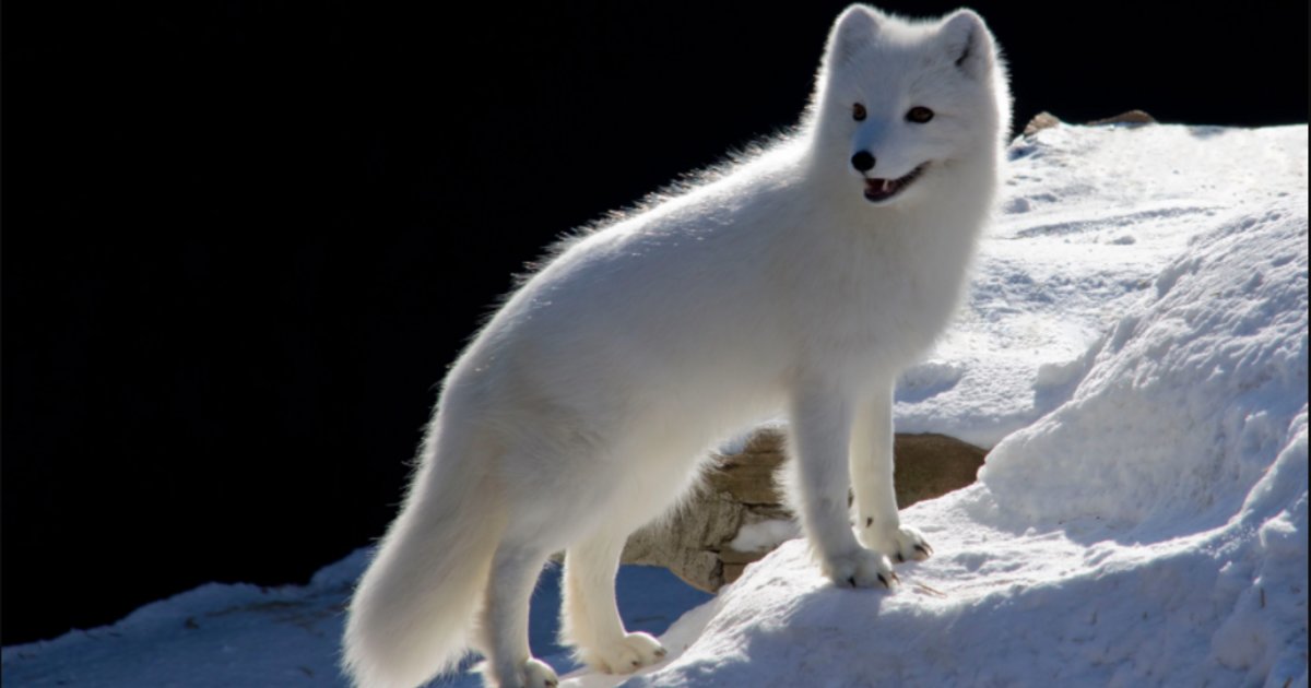 Native Animals by Country III Quiz Playlist - By DarkAppraiser44