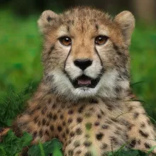 The Ultimate AP Brainrot Exam Quiz - By DylPicky